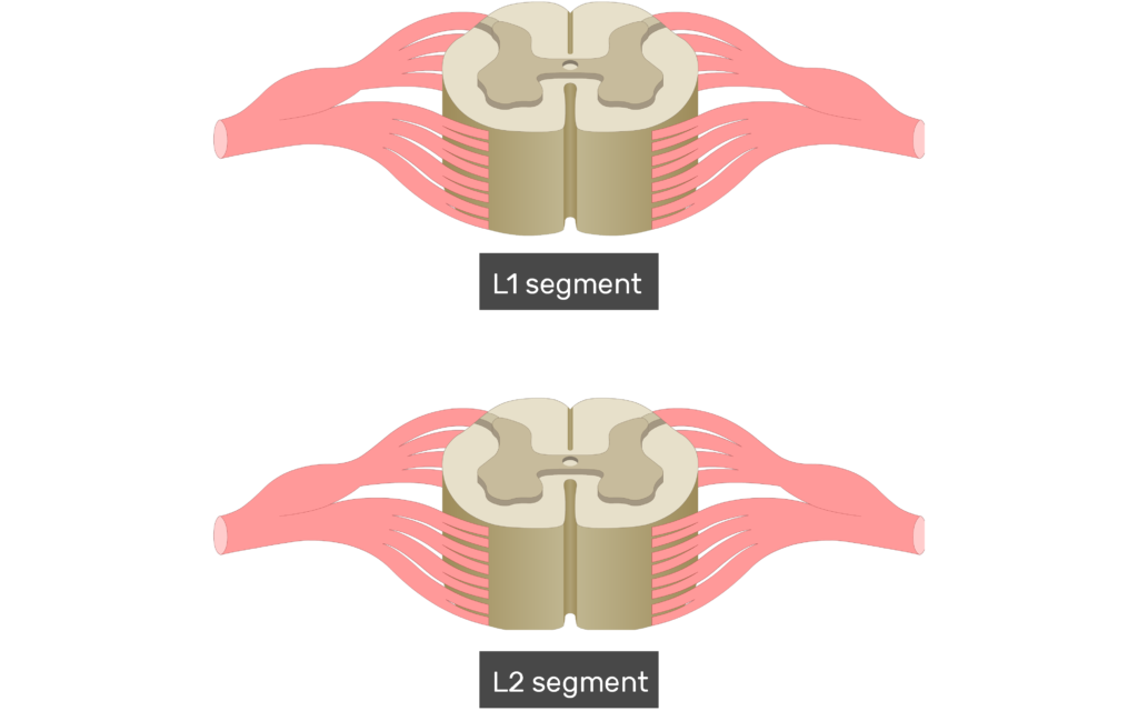 Brain Stem Cross Sections Labeled