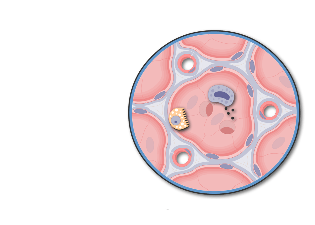 Lung alveoli: anatomy and labeled diagram | GetBodySmart