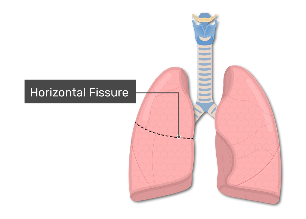 Lung Anatomy Fissures
