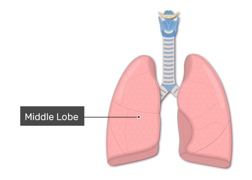Left Lobe