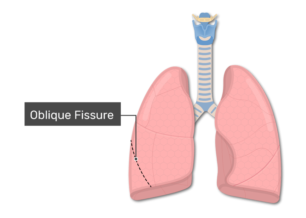 Lung Anatomy Fissures The Right Upper Lobe Of The Lung: 3D Anatomy