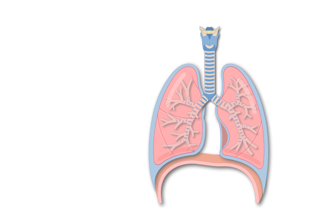 A Schematic Of Segment S Anatomy Of Right Lung B Bronchus Solved 1.