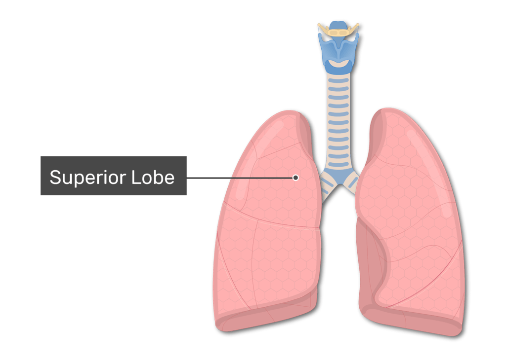 Lung Lobes Diagram