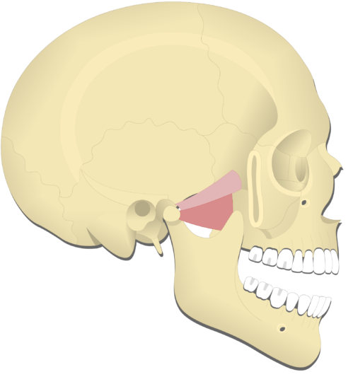 Lateral Pterygoid Muscle: attachements and function | GetBodySmart