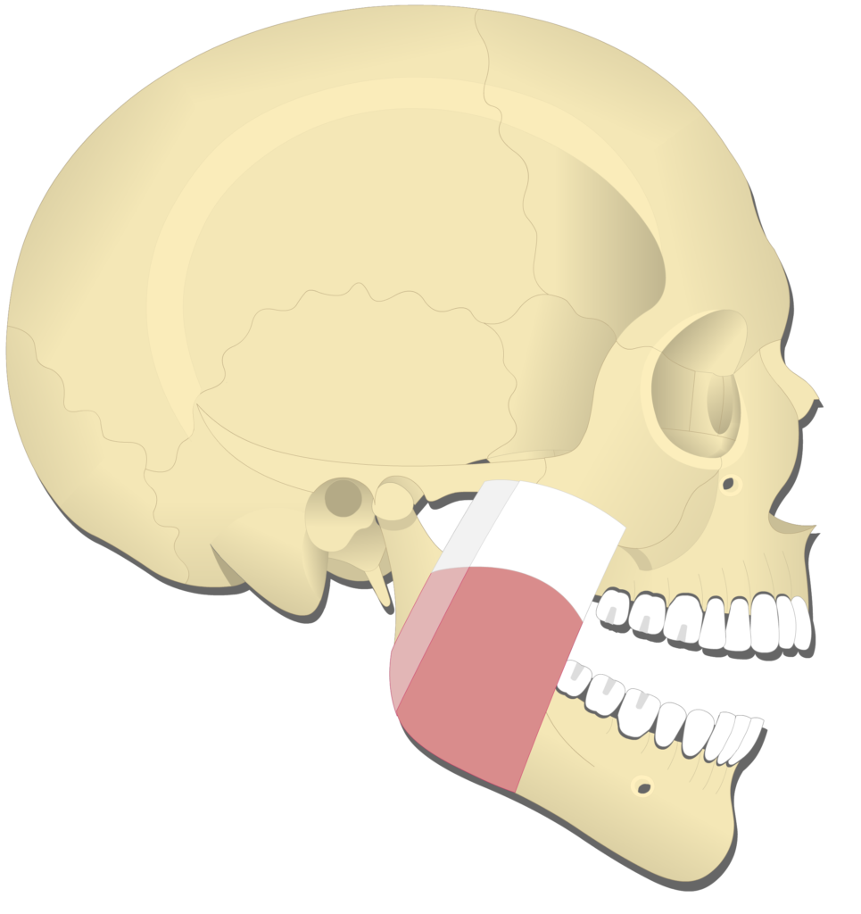 Masseter Muscle - Attachments, Actions & Innervation | GetBodySmart