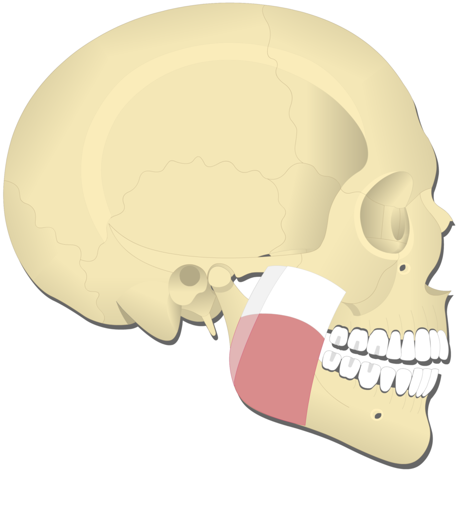 Masseter Muscle - Attachments, Actions & Innervation | GetBodySmart