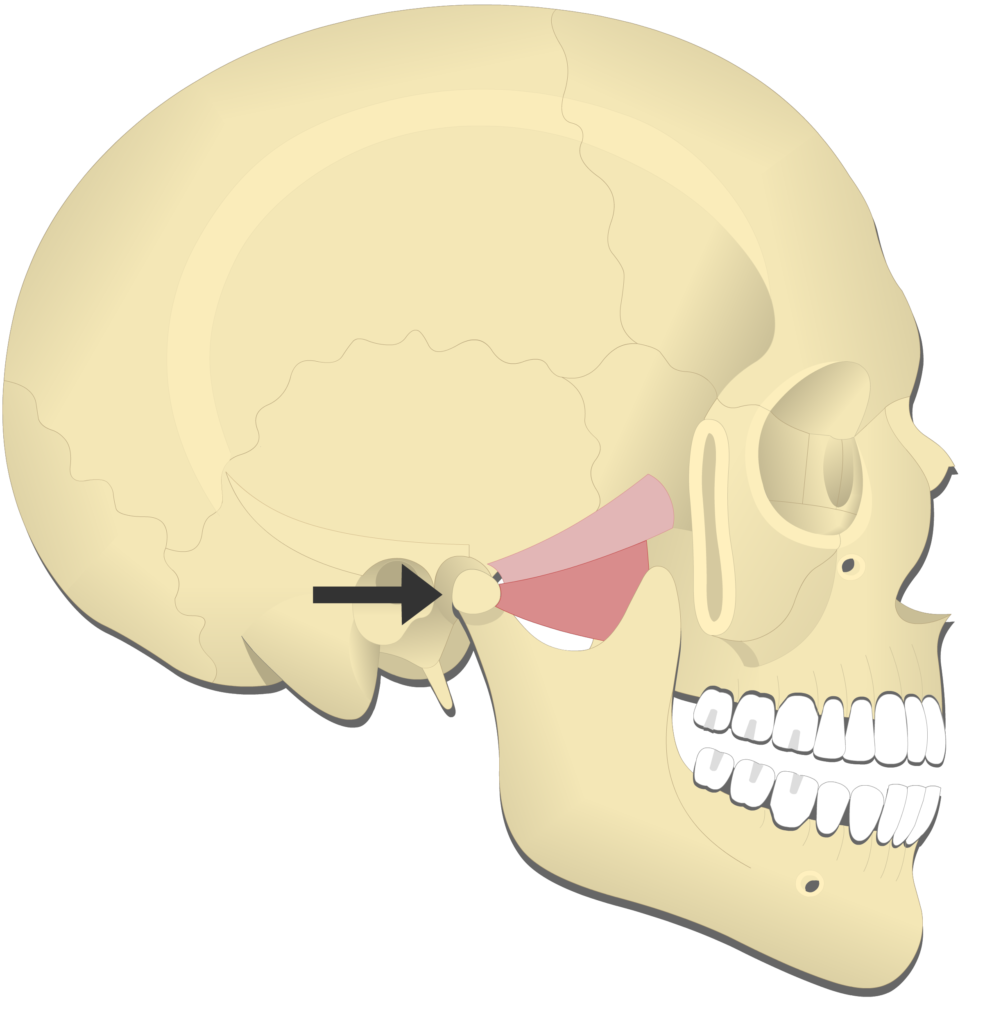 Medial Pterygoid Muscle - Attachments, Actions & Innervation | GetBodySmart