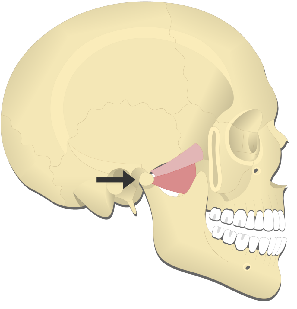Medial Pterygoid Muscle - Attachments, Actions & Innervation | GetBodySmart