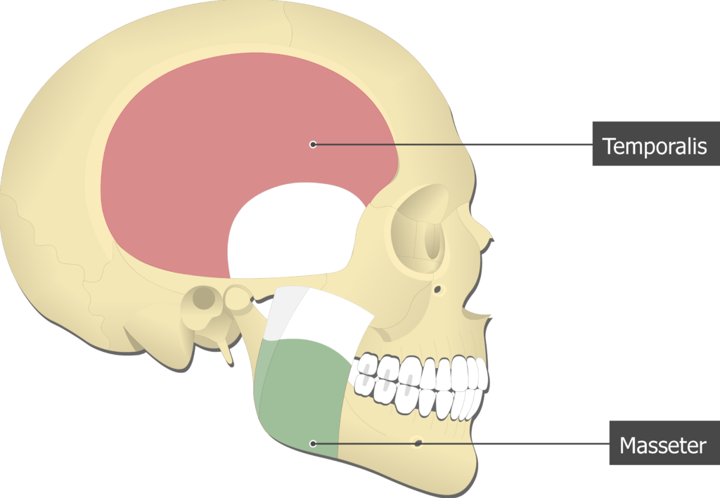 Masseter Muscle - Attachments, Actions & Innervation | GetBodySmart