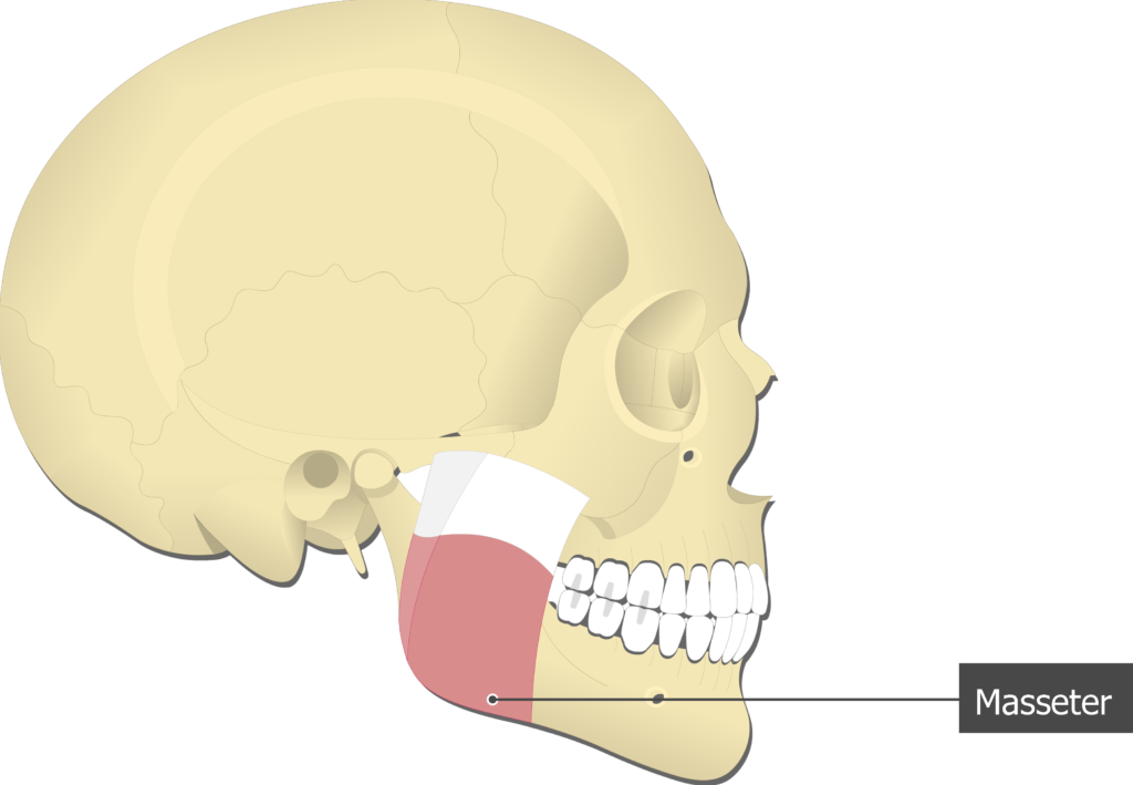 Masseter Muscle - Attachments, Actions & Innervation | GetBodySmart
