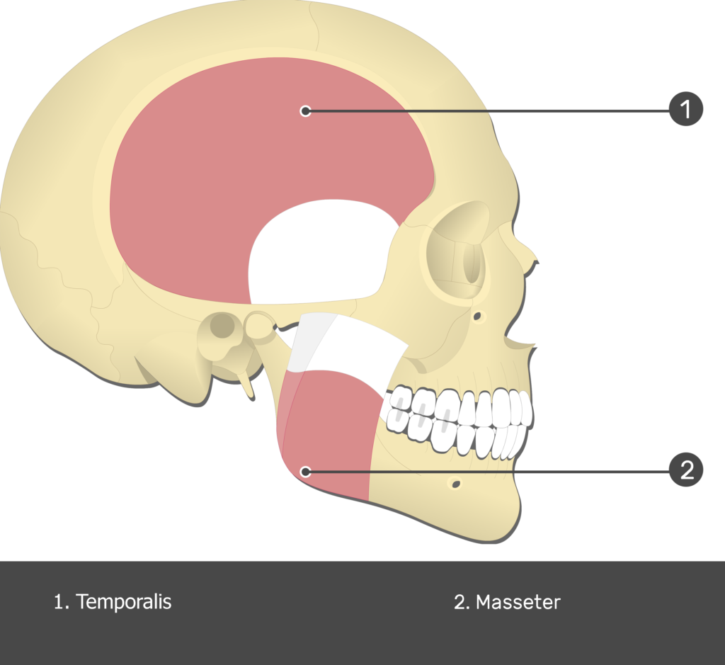 Masseter Muscle - Attachments, Actions & Innervation | GetBodySmart