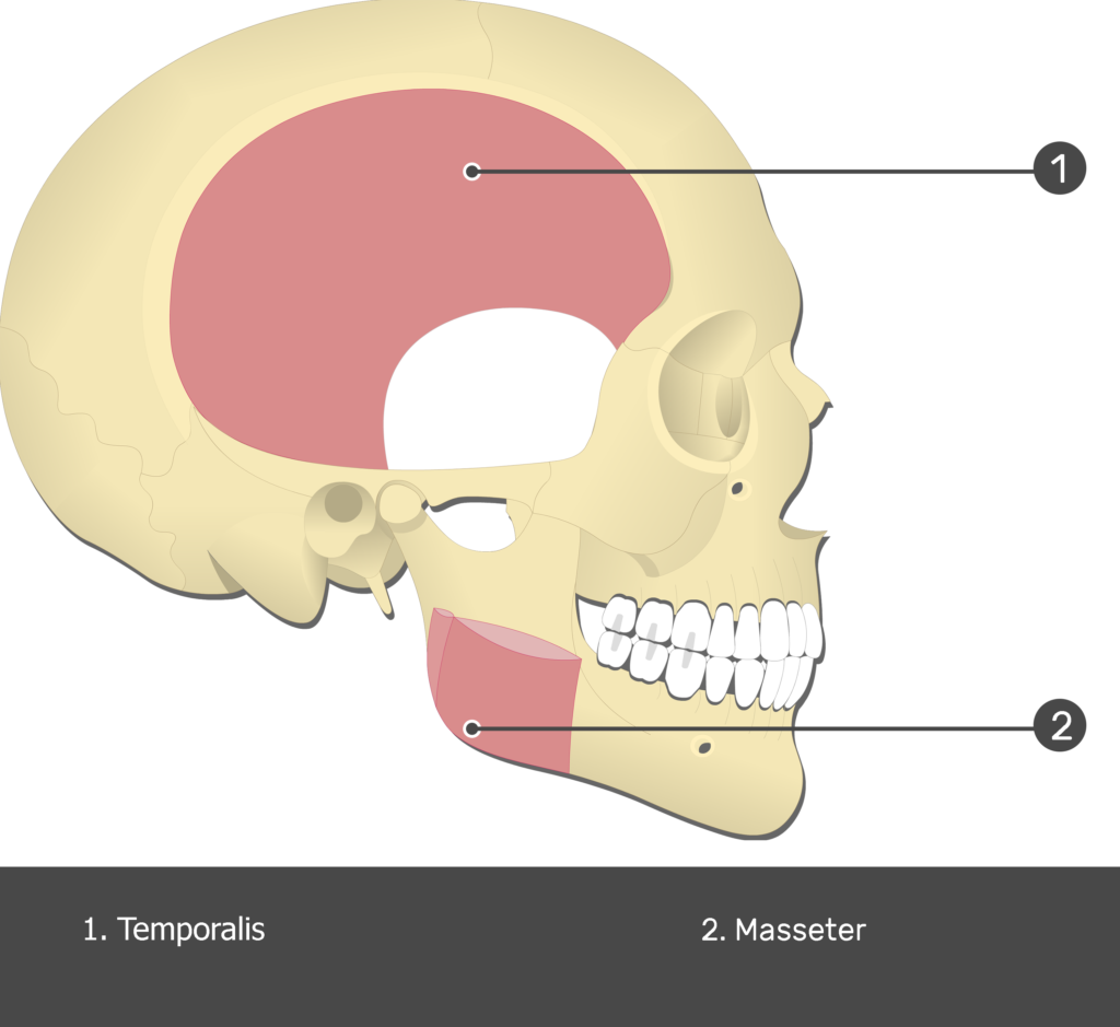 Masseter Muscle - Attachments, Actions & Innervation | GetBodySmart