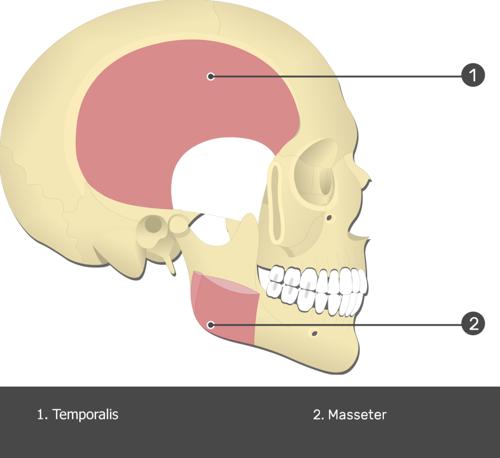Masseter Origin And Insertion