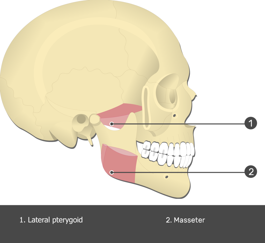 Masseter Muscle - Attachments, Actions & Innervation | GetBodySmart