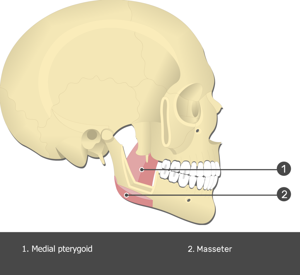Masseter Muscle - Attachments, Actions & Innervation | GetBodySmart