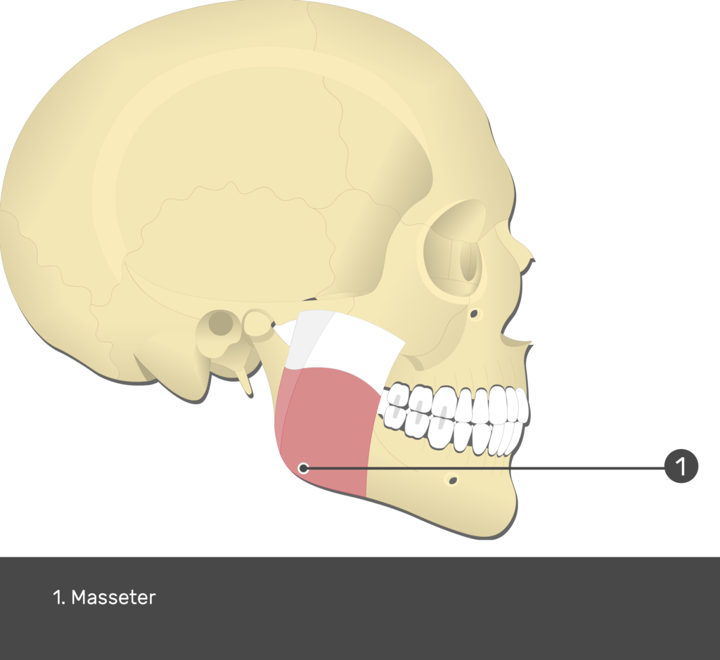 Masseter Muscle - Attachments, Actions & Innervation | GetBodySmart