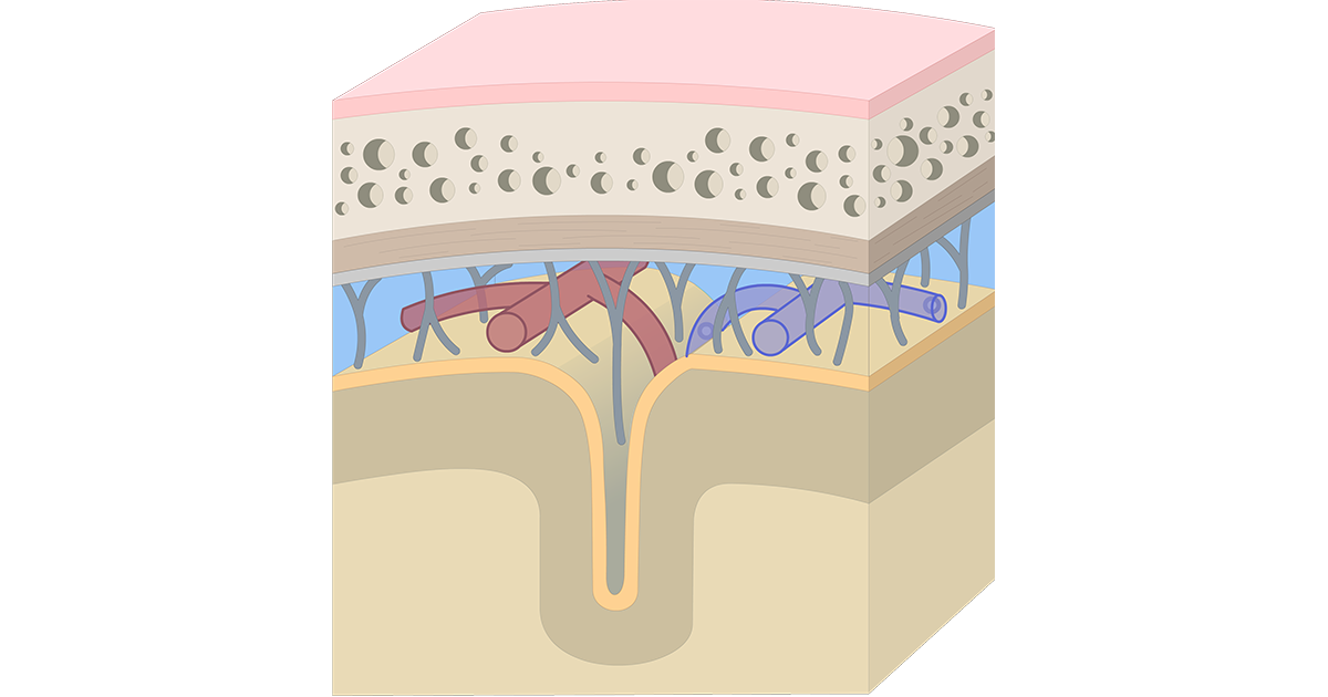 Meninges of the Brain | An illustrated review