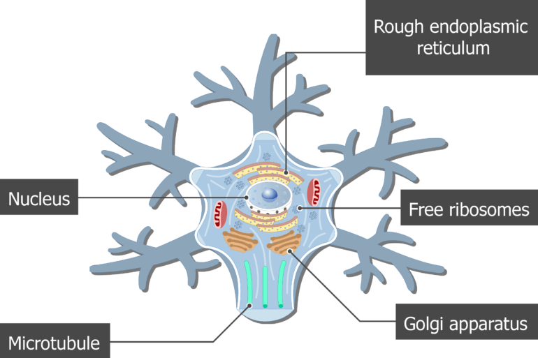 Neuron Cell Body - structure, functions and diagram | GetBodySmart