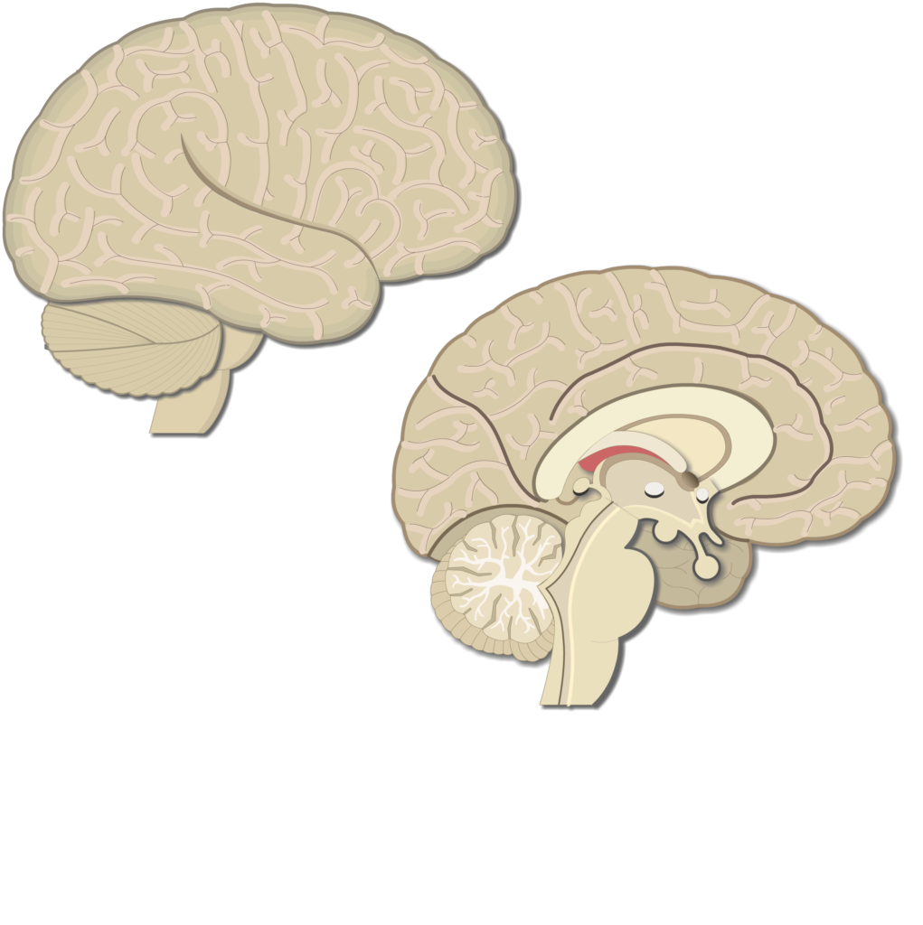 Motor Cortex Location