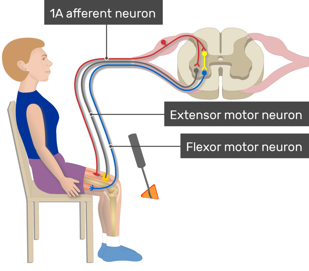 Stretch reflex (myotatic reflex): Definition, pathway | GetBodySmart