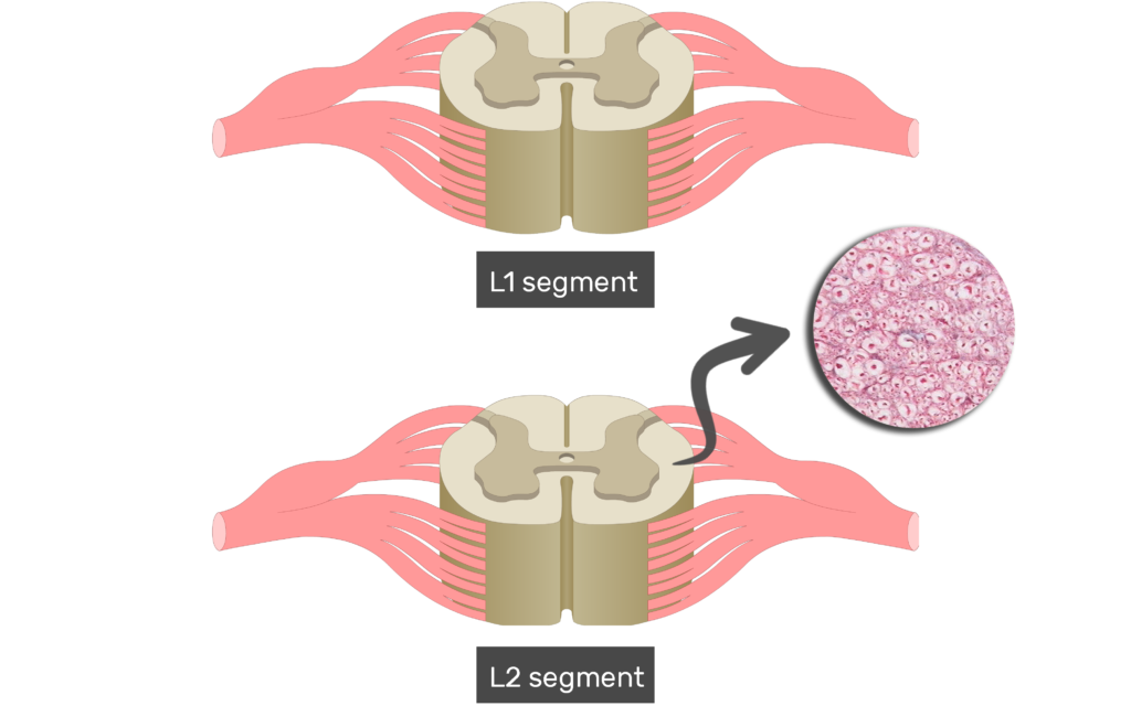 Spine Cross Section Anatomy Spinal Cord 3/4 And Cross Section Views