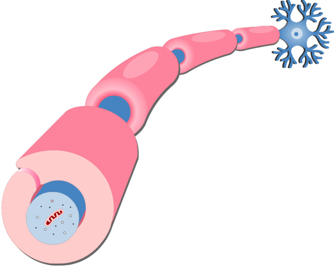 Myelination of Axons by Schwann Cells | GetBodySmart