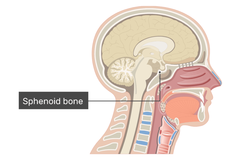 Human Nose Bone Anatomy