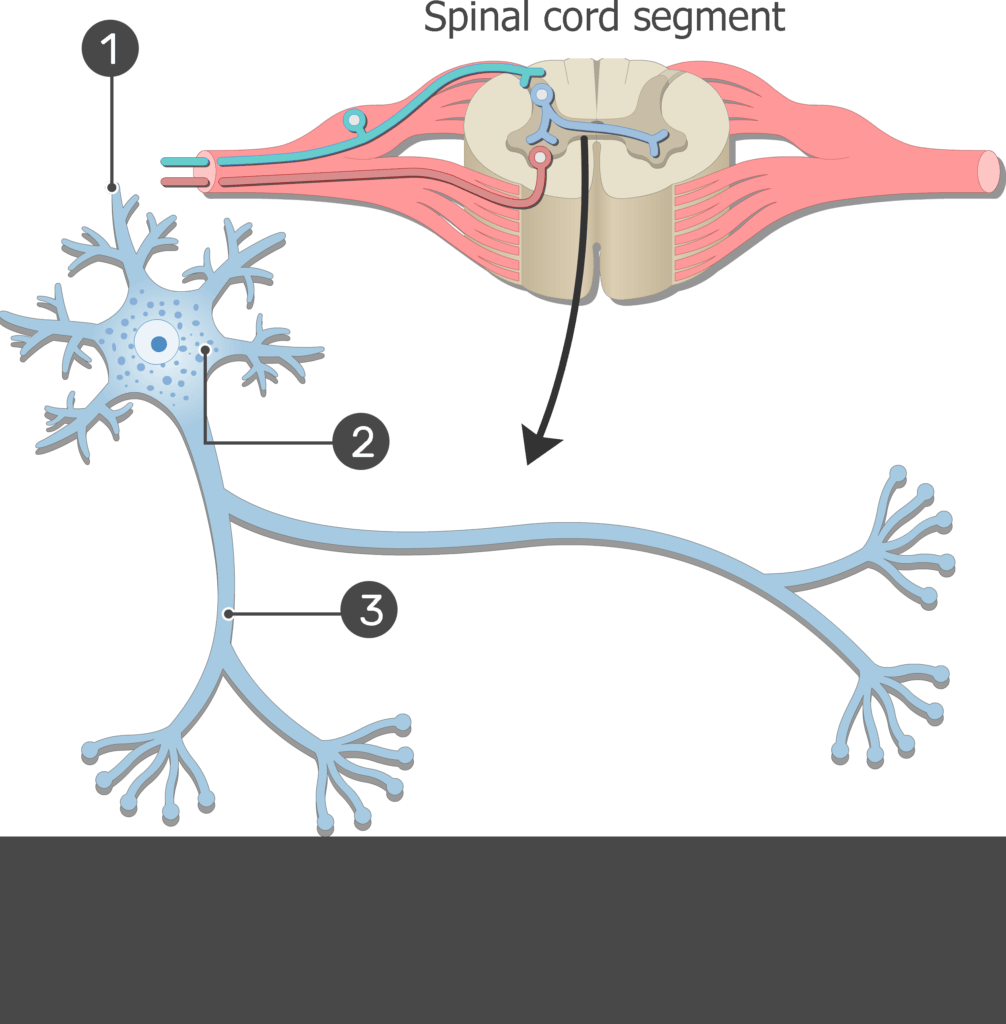Parts of a neuron labeled and neuron structure | GetBodySmart