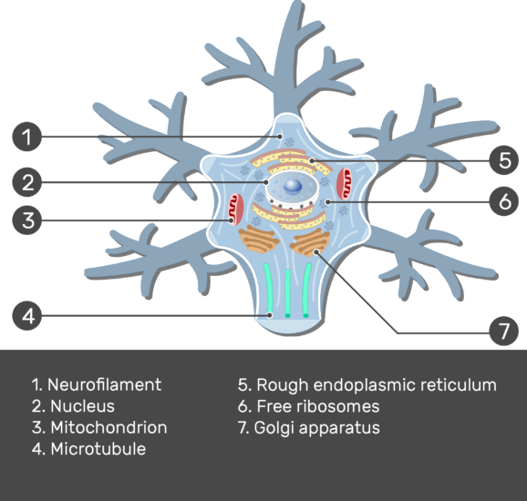 Neuron Cell Body Structure Functions And Diagram Getbodysmart