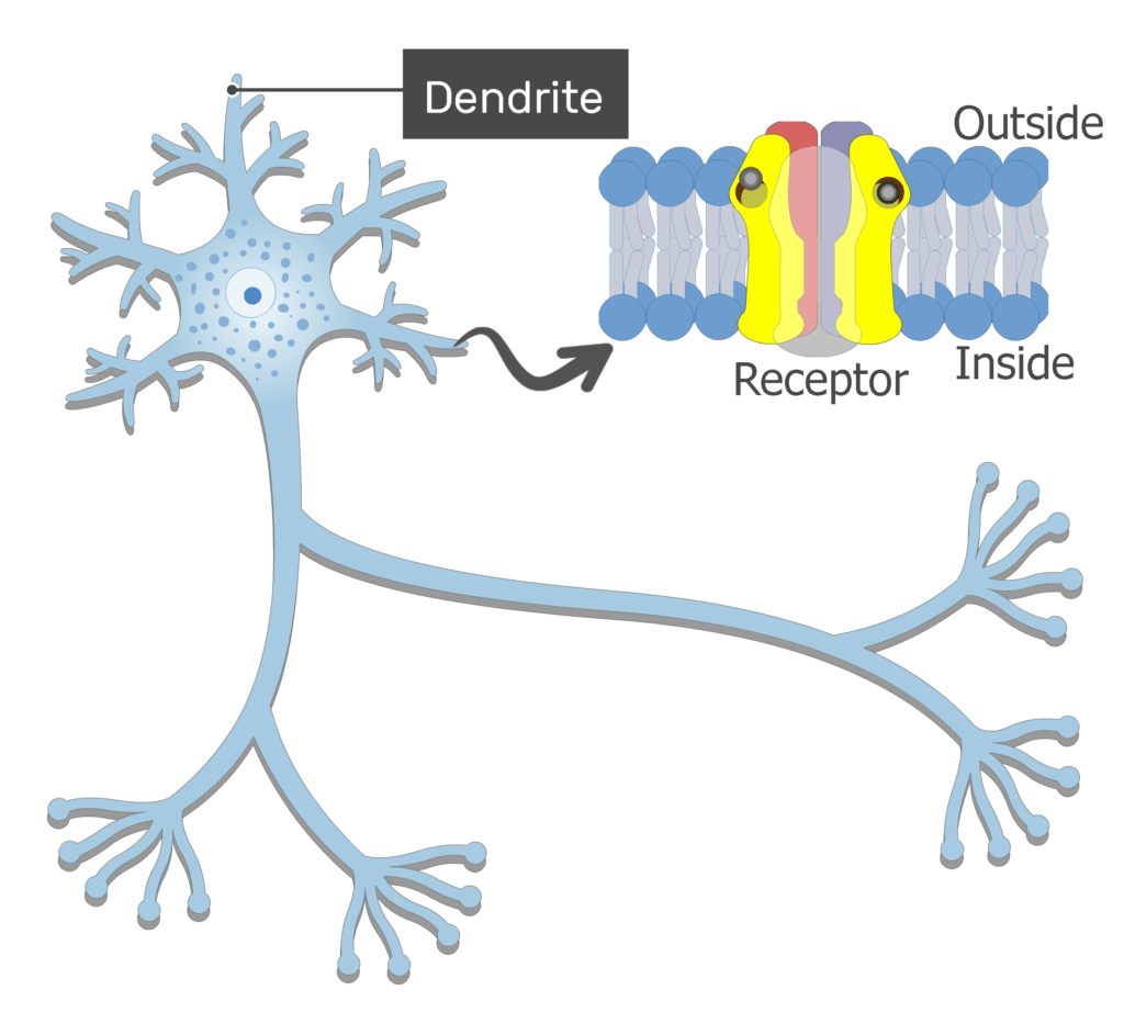 Dendrites: definition, structure and function | GetBodySmart