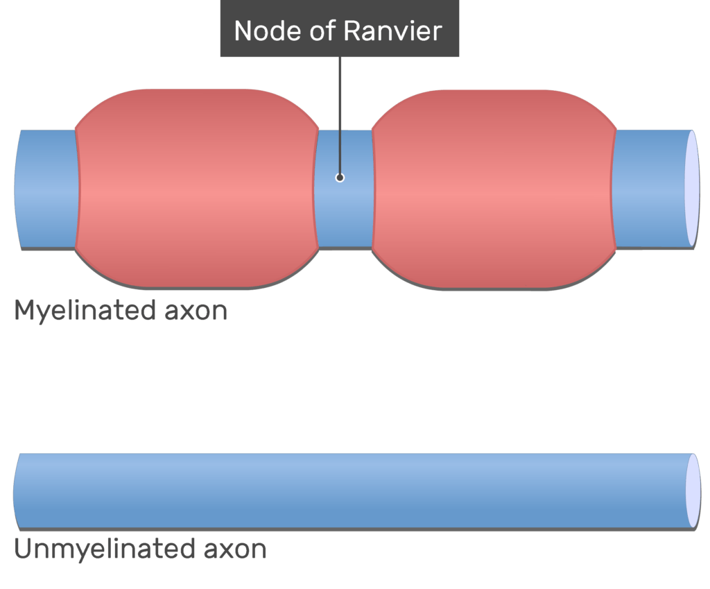 Unmyelinated Axons