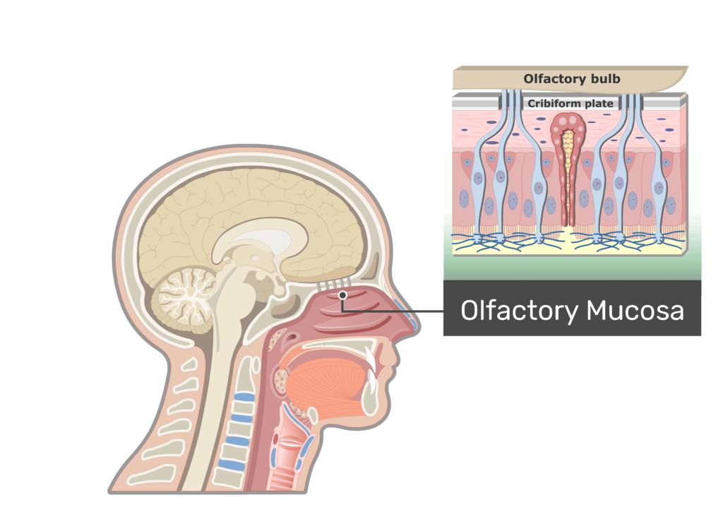 Olfactory Epithelium Histology