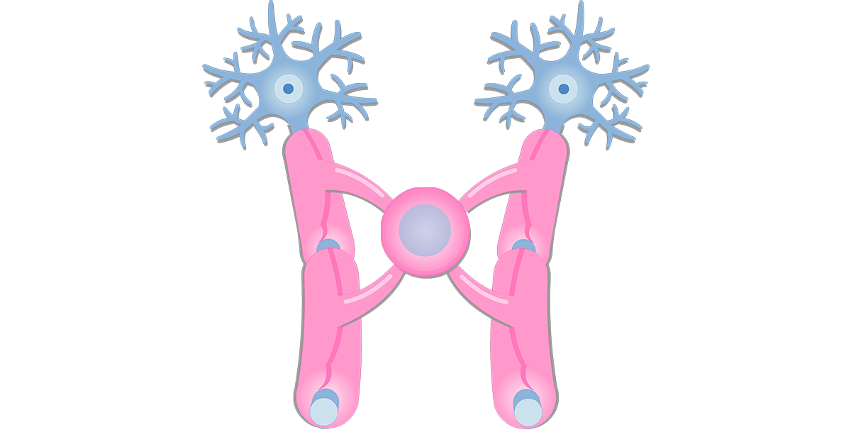 Neuron Support Cells - Overview