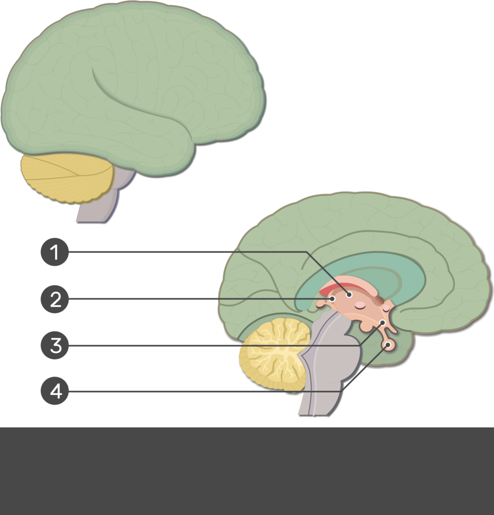 Parts Of The Brain Diagram