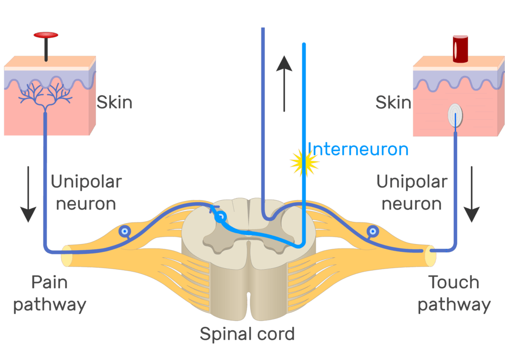 Unipolar Neuron Slide Types Of Neurons. Structure Sensory, Motor