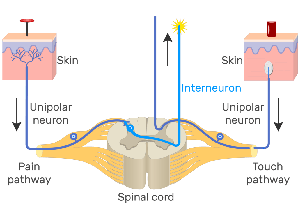 Unipolar Neuron Labeled