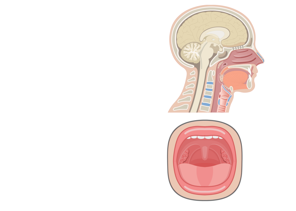 Tonsils of the pharynx: types, location and anatomy | GetBodySmart