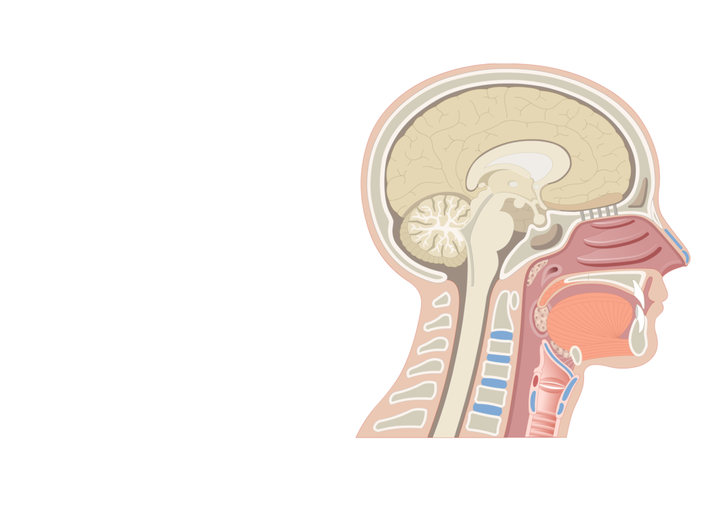 Tonsils of the pharynx: types, location and anatomy | GetBodySmart