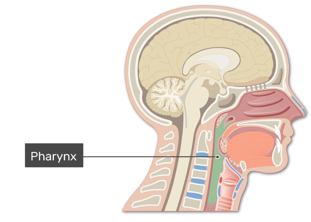 Pharynx Anatomy Premium Vector | Pharynx And Larynx