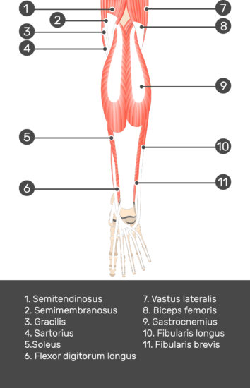 Plantaris Muscle - Attachments, Actions & Innervation | GetBodySmart