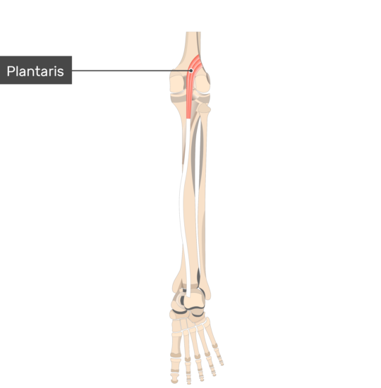 Plantaris Muscle - Attachments, Actions & Innervation | GetBodySmart