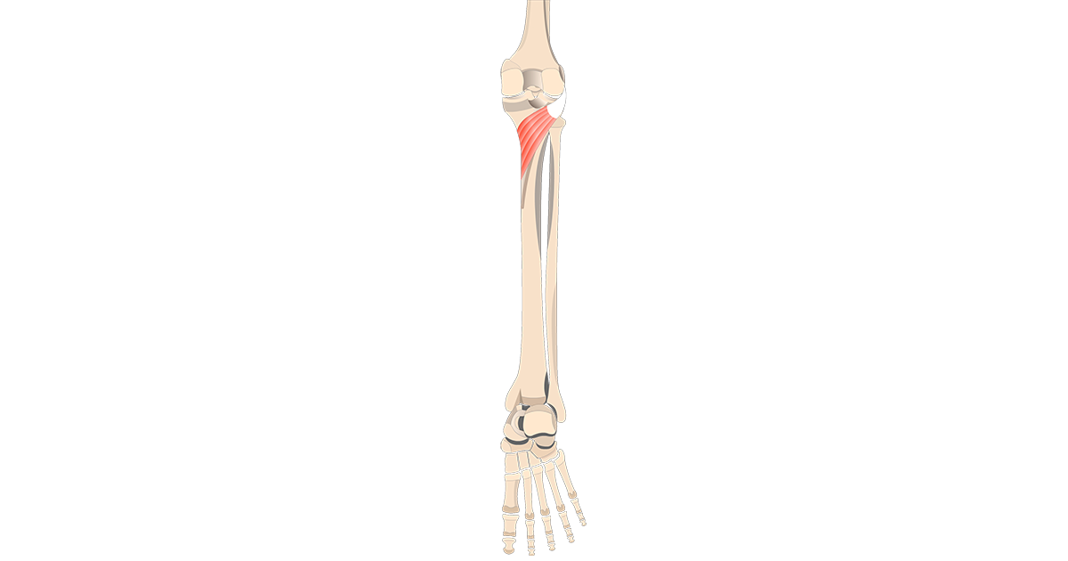 Popliteus Muscle - Attachments, Actions & Innervation