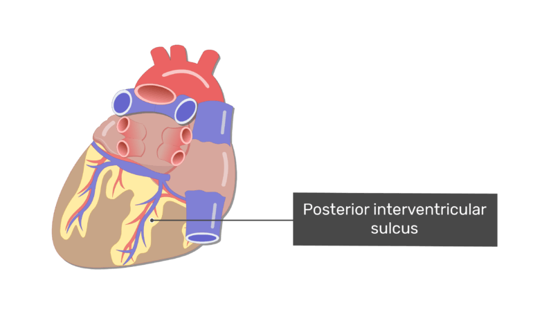 The four chambers of the heart and their functions | GetBodySmart