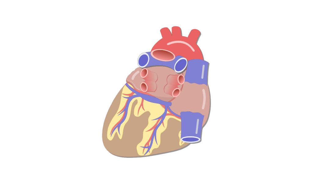 Heart Anatomy Posterior View Anatomical Heart Human Human Heart
