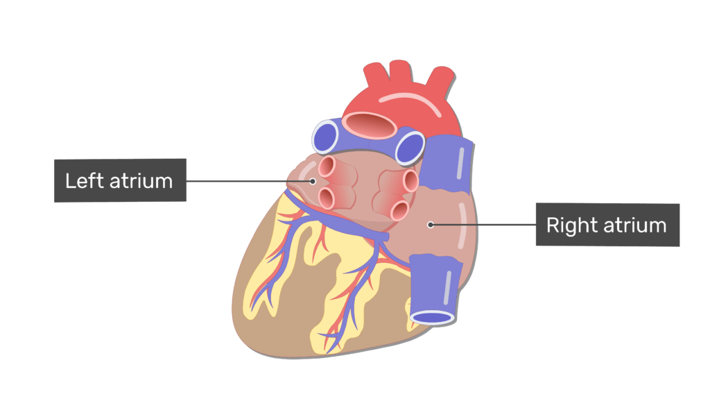 Heart Anatomy Posterior