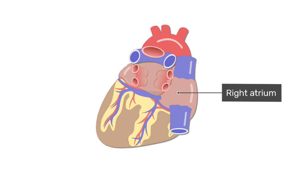 Posterior Heart Anatomy