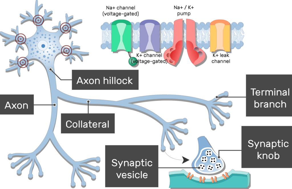 Axon - Structure and Functions | GetBodySmart