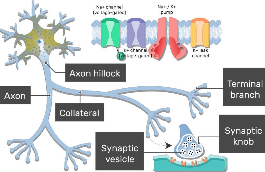 Axon - Structure and Functions | GetBodySmart