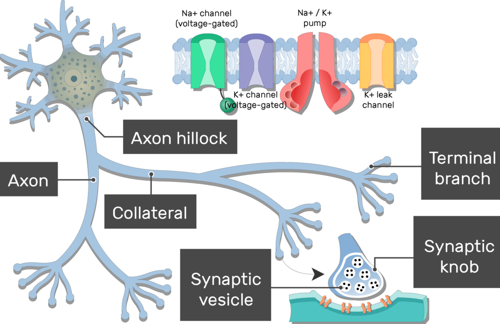 Axon - Structure and Functions | GetBodySmart