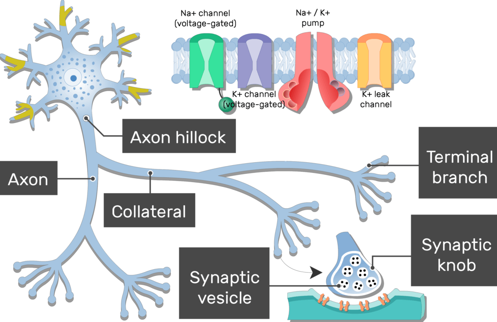 Axon - Structure and Functions | GetBodySmart